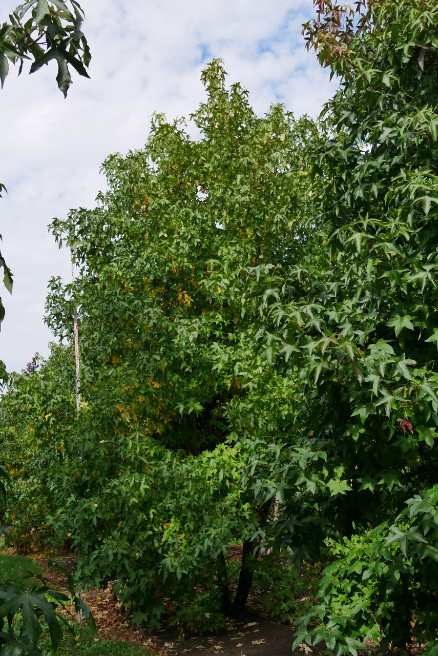 Liquidambar styraciflua | Amberboom - Van den Berk Boomkwekerijen